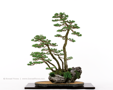 Sinuous-root "Netsuranari" | Bonsai Society of Greater Cincinnati